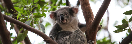 The Wonderful World of Koalas: Australia’s Cudd... - Barekind NZ