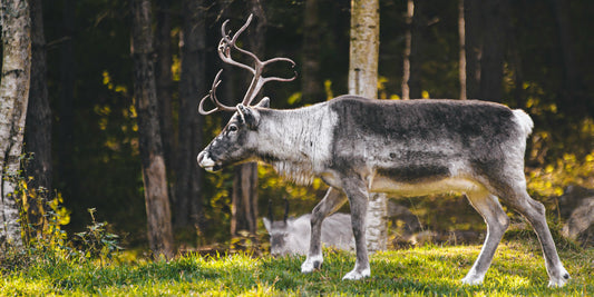 Reindeer: Santa’s Famous Helpers Who Do More Than Sleigh - Barekind NZ